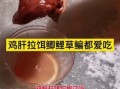 鸡肝钓什么鱼效果最好_鸡肝钓鱼技巧