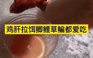 鸡肝钓什么鱼效果最好_鸡肝钓鱼技巧