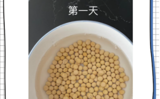 黄豆发芽七天观察日记_黄豆发芽需要几天