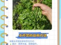 水芹菜什么时候种_水芹菜怎么种才高产
