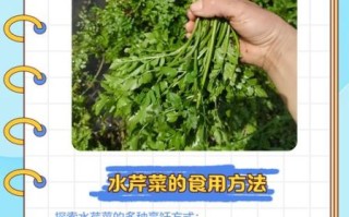 水芹菜什么时候种_水芹菜怎么种才高产