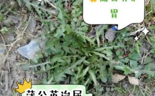 蒲公英的功效与作用有哪些_蒲公英能长期泡水喝吗