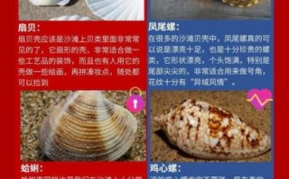 扇贝是什么东西_扇贝的寓意和象征