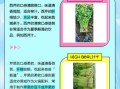 西芹和芹菜的营养区别_哪个更健康