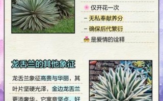龙舌兰花语是什么_龙舌兰适合送什么人