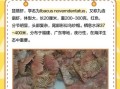 野生琵琶虾图片_如何辨别真假