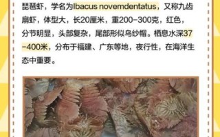 野生琵琶虾图片_如何辨别真假