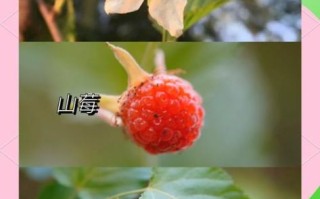 蛇莓和野草莓的区别_如何一眼区分