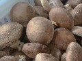 新鲜香菇批发价多少钱一斤_今日行情