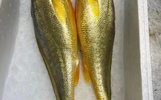 大黄花鱼是海鱼吗_大黄花鱼是淡水鱼吗