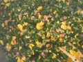 纯素韭菜饺子馅怎么做_素韭菜饺子馅做法窍门