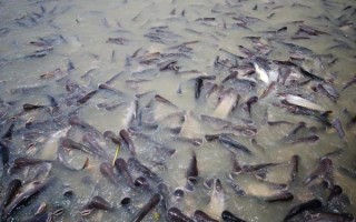 草鱼一亩养多少_草鱼亩产量多少斤