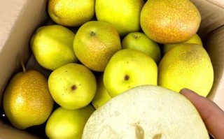 香梨图片大全_香梨怎么挑选才甜
