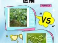 藤椒是不是青花椒_藤椒和青花椒的区别