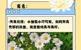 小雏菊为什么不吉利_小雏菊送人禁忌