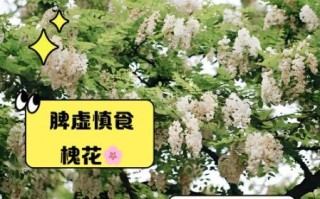 槐花什么人不能吃_槐花禁忌与副作用 槐花什么人不能吃_槐花禁忌与副作用