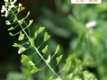 荠菜长什么样子_荠菜高清图片识别方法
