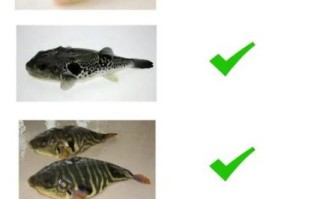 河豚毒素哪里买_河豚毒素购买合法吗