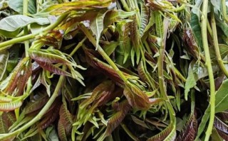 香椿是什么东西_香椿怎么吃才安全