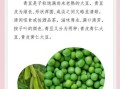 青豆和黄豆哪个更营养_青豆和黄豆的功效区别