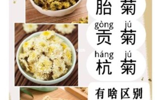 胎菊和菊花哪个功效好_胎菊和杭菊区别