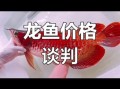 龙鱼多少钱一条_龙鱼价格表2024