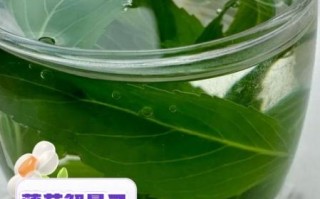薄荷叶泡水有什么副作用_薄荷叶泡水禁忌人群