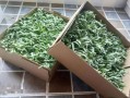 紫花苦菜图片_紫花苦菜长什么样