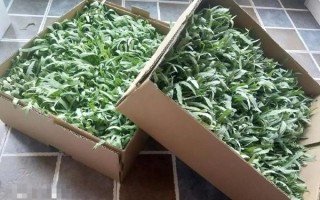 紫花苦菜图片_紫花苦菜长什么样