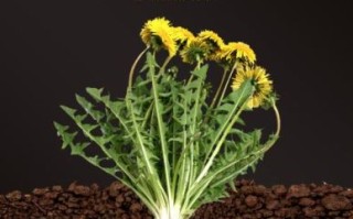 蒲公英根图片_蒲公英根长什么样