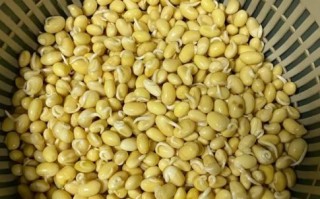 怎么发黄豆芽_黄豆芽最快发芽方法