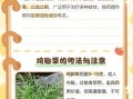 鸡爪草的功效与作用_鸡爪草能治什么病