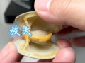 花蛤放清水里能过夜吗_花蛤隔夜会不会死