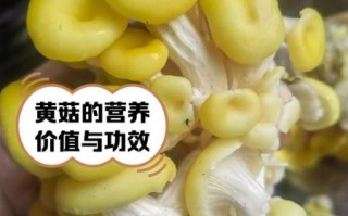 黄蘑菇怎么做好吃_黄蘑菇的家常做法窍门