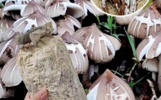 鸡枞菌怎么保存_鸡枞菌多少钱一斤