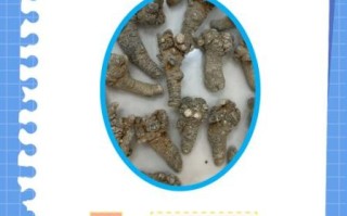 三七的功效与作用_三七的副作用有哪些