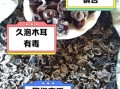 炒熟的木耳隔夜能吃吗_木耳中毒真相