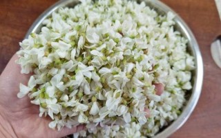 槐树花怎么保存_新鲜槐花长期储存方法
