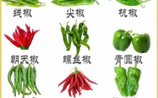 辣椒品种大全及图片名称_如何区分辣椒种类