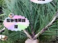 松针的功效与作用_松针怎么吃