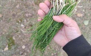 野韭菜图片怎么识别_野韭菜与韭菜区别