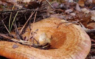 松蘑多少钱一斤_野生松蘑价格行情