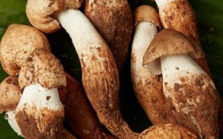 鸡枞菌图片怎么拍好看_鸡枞菌高清图欣赏技巧