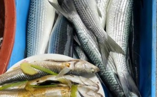 海梭鱼和河梭鱼有什么区别_哪个更好吃