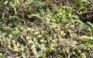 石橄榄多少钱一斤_石橄榄价格行情