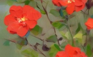 红花图片高清壁纸哪里找_红花图片怎么拍才好看