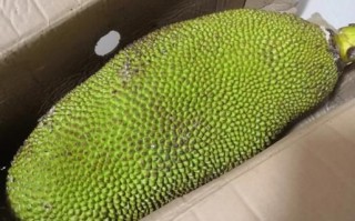 菠萝蜜视频怎么下载_菠萝蜜视频安全吗