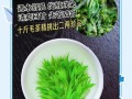 小叶苦丁茶能减肥吗_小叶苦丁茶的功效与作用
