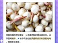 慈姑长什么样_慈姑和茨菰区别