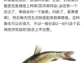 四大家鱼哪个最好吃_口感排名与选购技巧